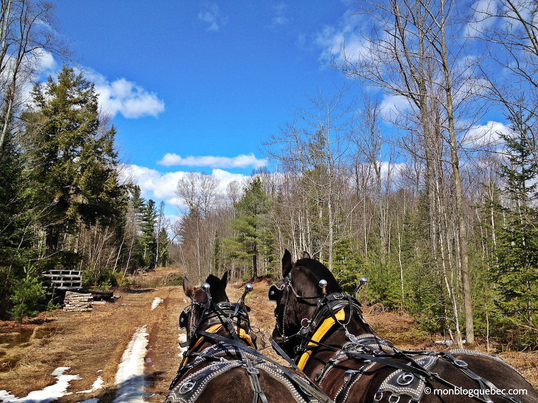 Se sucrer le bec au Québec - Mon blog Québec